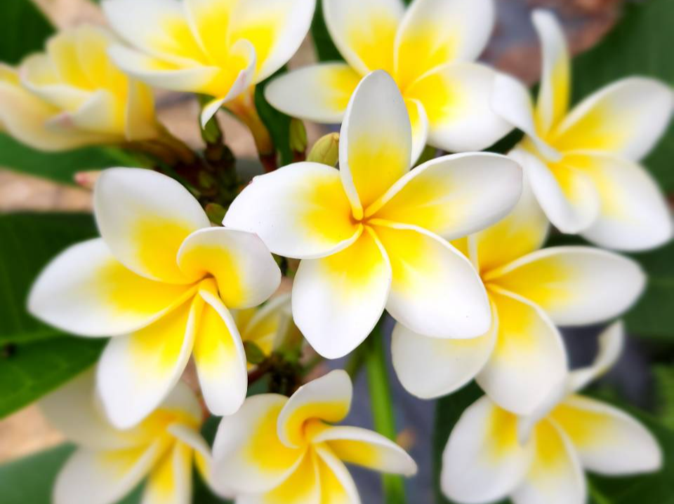 盧俊和 - Black Lu’s Portfolio | Cake